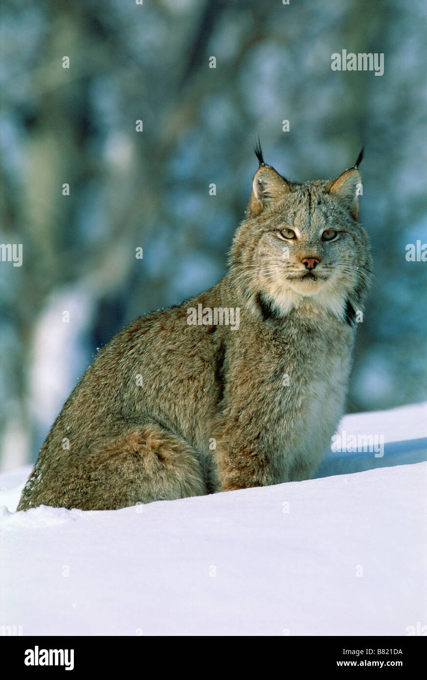 Lynx (Felis lynx) cat in snow CAPTIVE Stock Photo - Alamy
