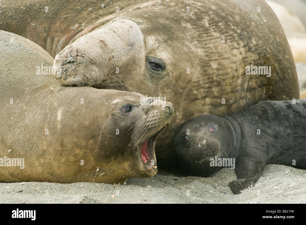 Southern Elephant Seal Pup