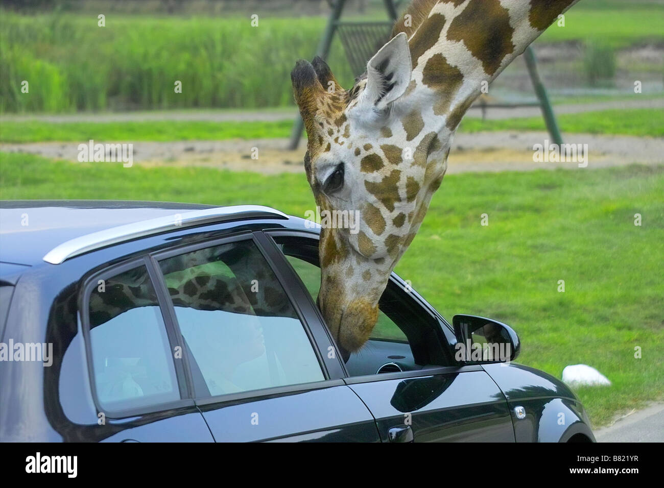 Giraffe and cars hi-res stock photography and images - Alamy