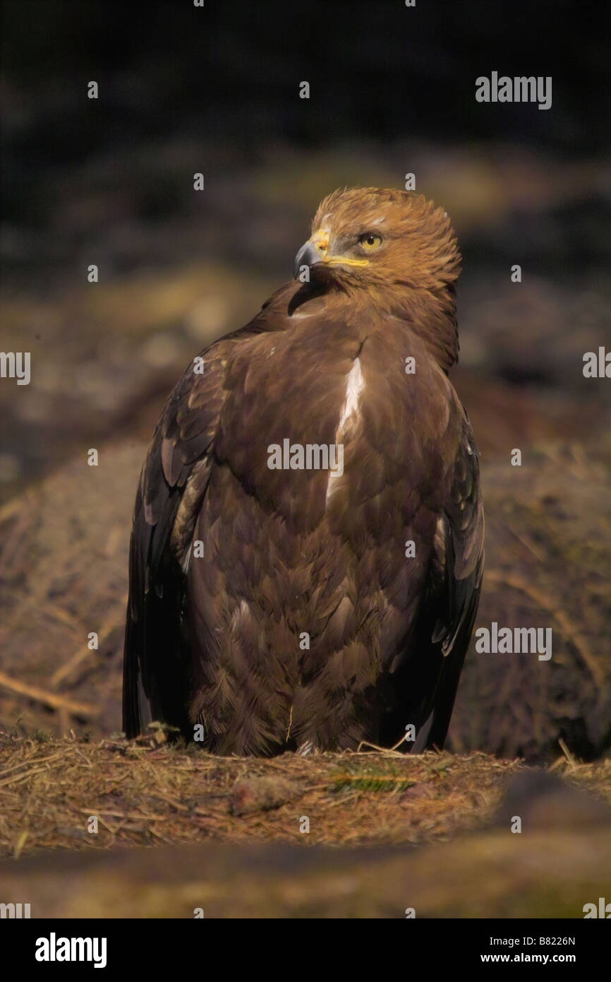 lesser spotted eagle Stock Photo - Alamy