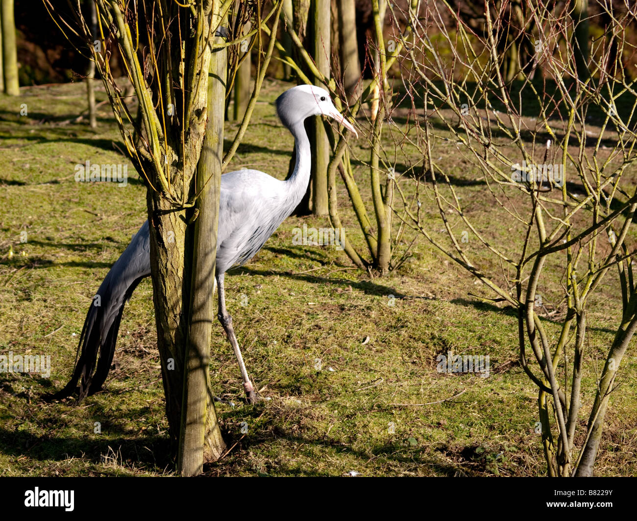 Blue crane bird hi-res stock photography and images - Alamy