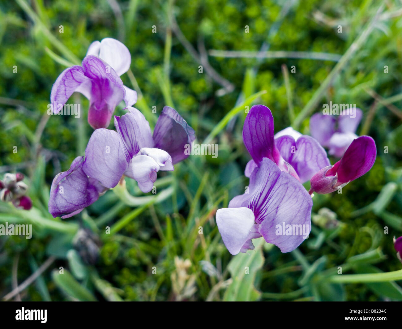 Sweet peas lathyrus odoratus flowersTorres del Paine Chile Stock Photo ...