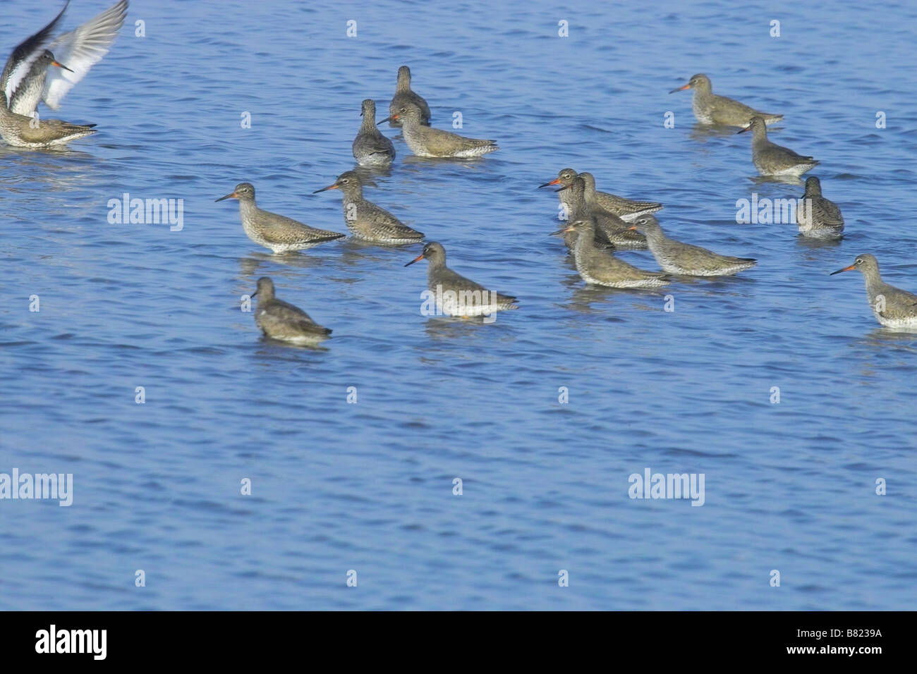 Snipes birds hi-res stock photography and images - Alamy