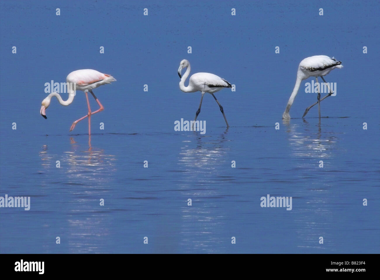 3 flamingos hi-res stock photography and images - Alamy