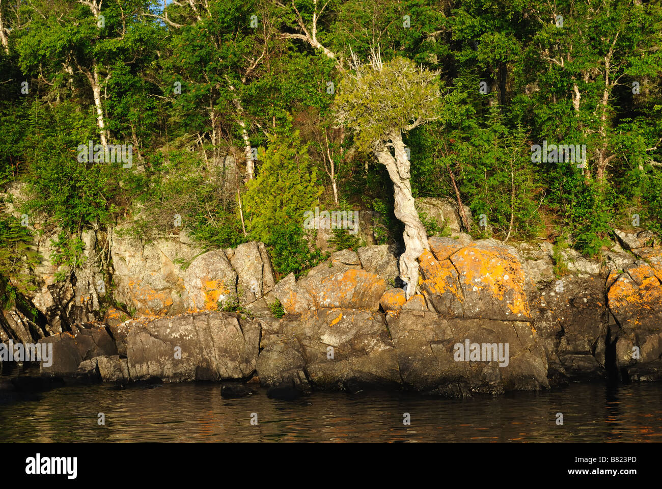 Little cedar spirit tree hi-res stock photography and images - Alamy