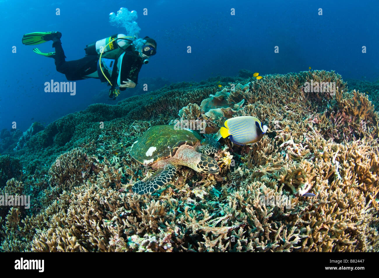 Similan Islands Thailand; Scuba diver over a Hawksbill Turtle ...
