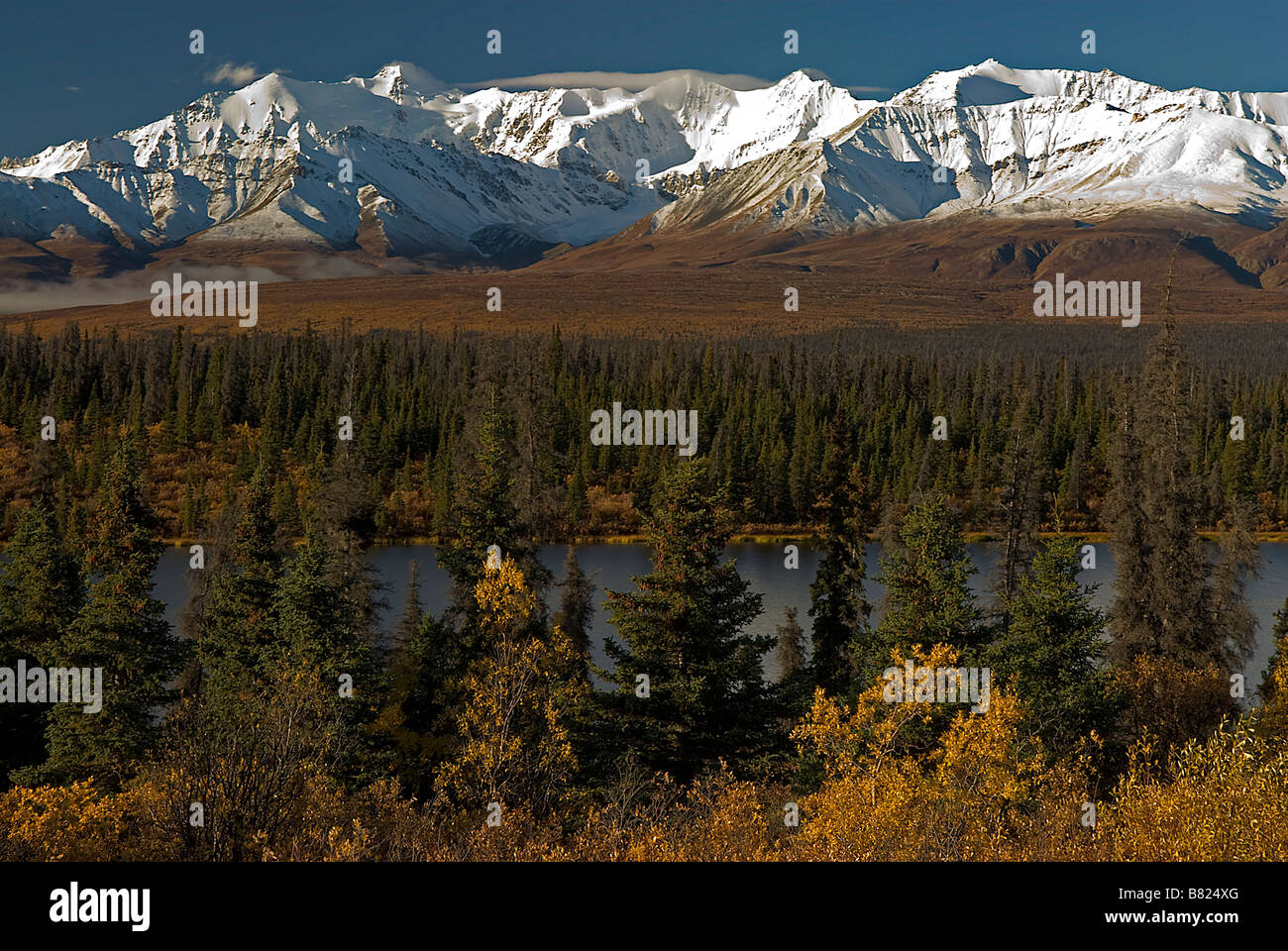 Canada yukon yukon wildlife preserve hi-res stock photography and ...