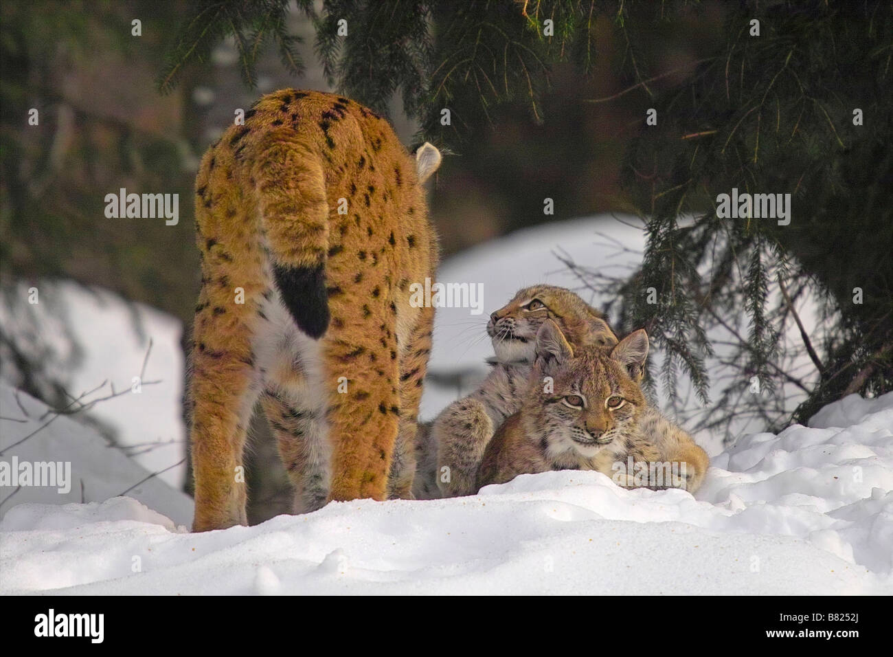 lynxes in snow Stock Photo - Alamy