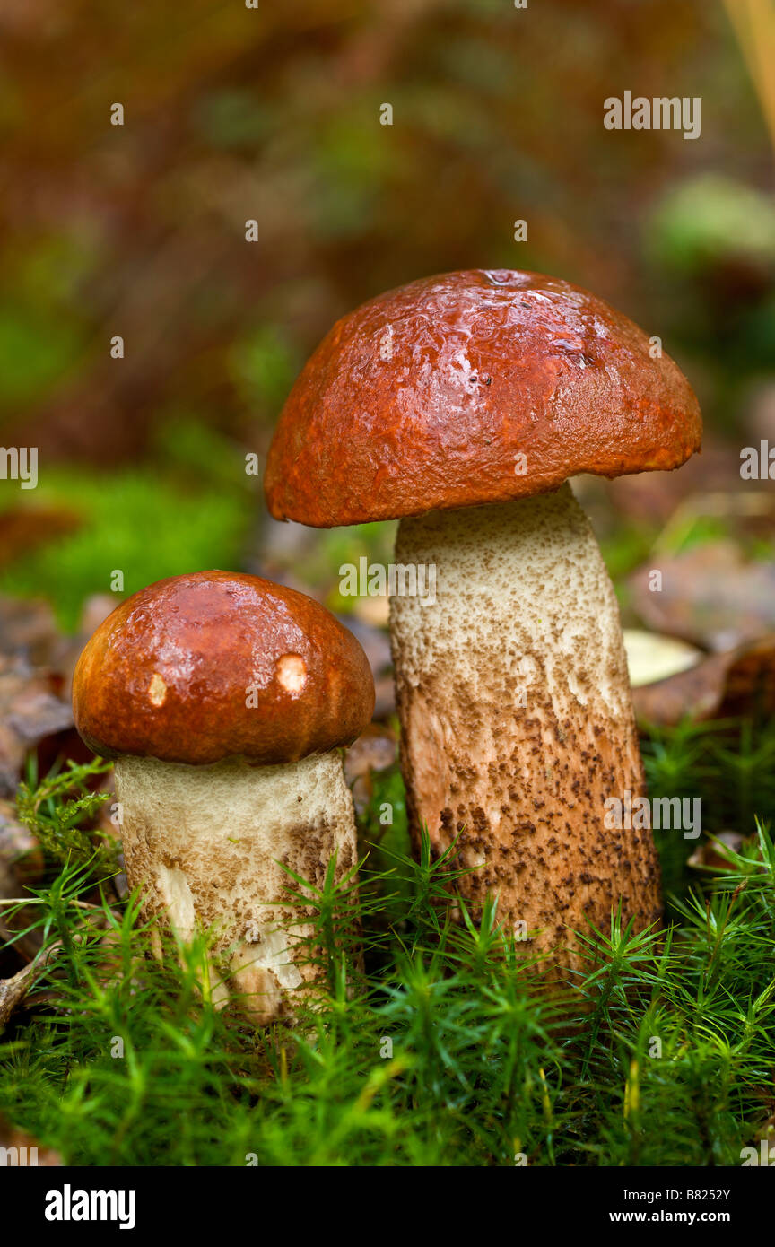 Red capped scaber stalk Leccinum aurantiacum Pays Basque France Stock ...