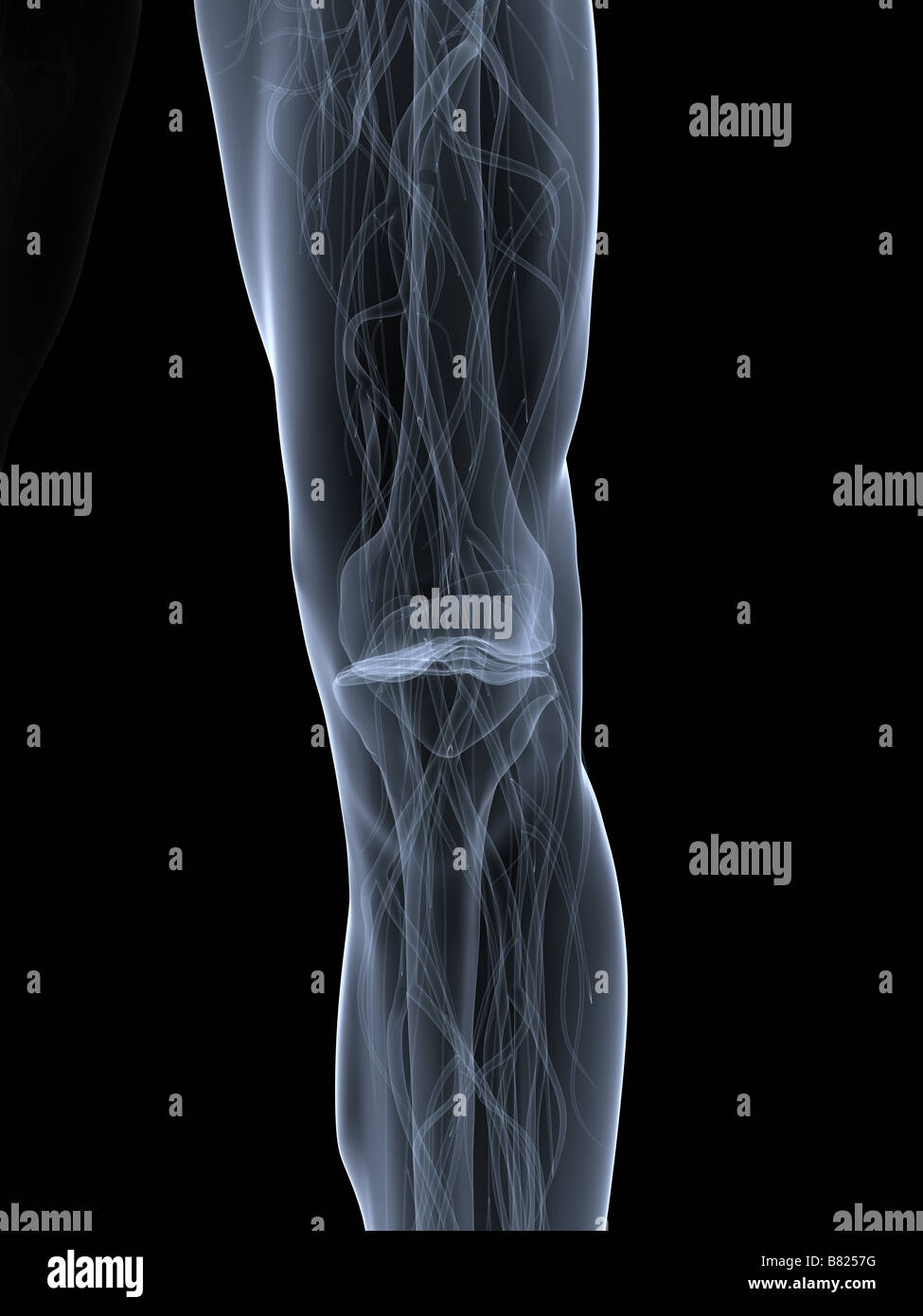 Human knee hi-res stock photography and images - Alamy