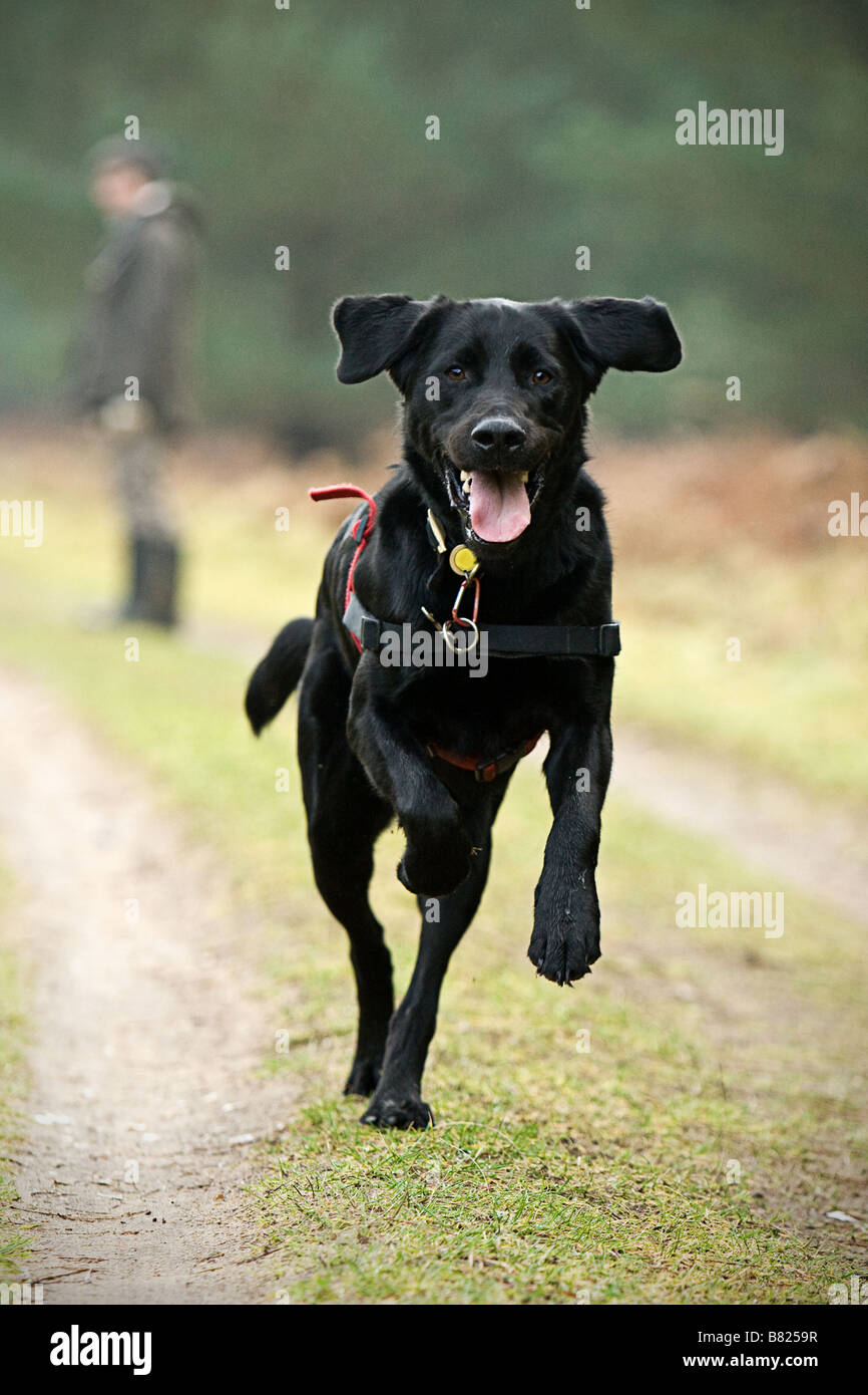 Big Black Labrador Running Stock Photo - Alamy