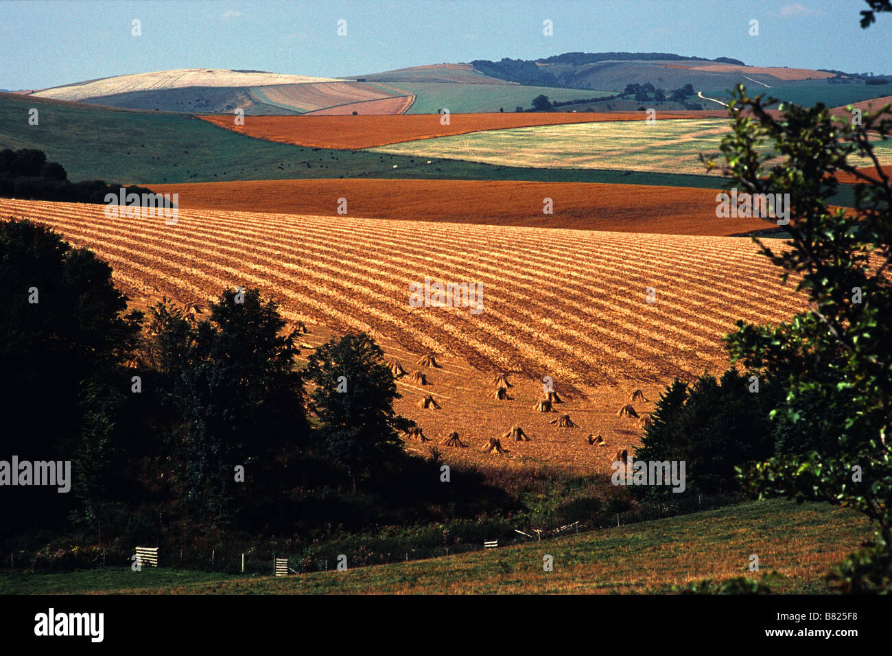 Haystacks in field, Hampshire Stock Photo - Alamy