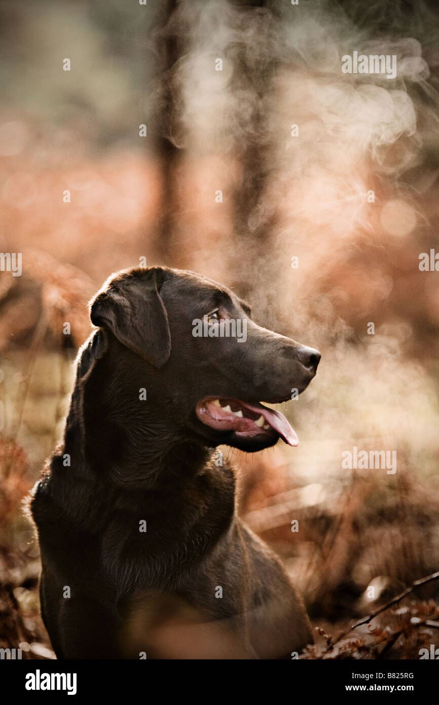Black labrador winter hi-res stock photography and images - Alamy