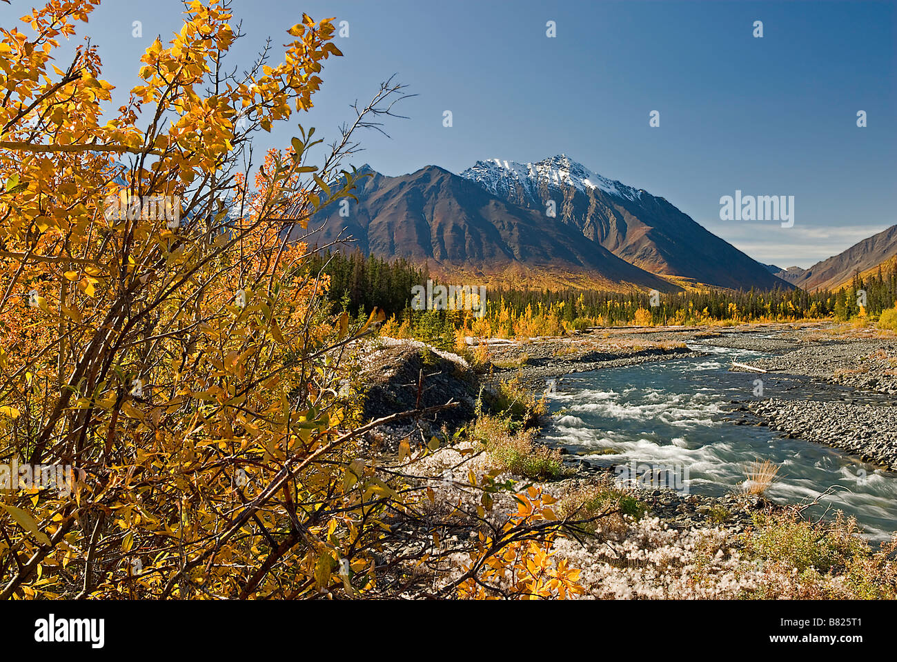 Canada yukon yukon wildlife preserve hi-res stock photography and ...