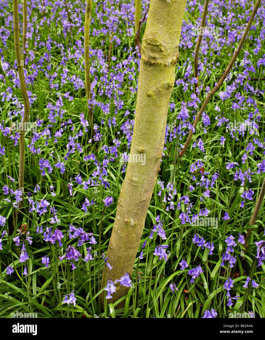 Fife landscape spring hi-res stock photography and images - Alamy