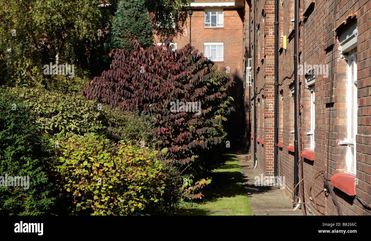 General view of the garden on a London housing estate Stock Photo - Alamy