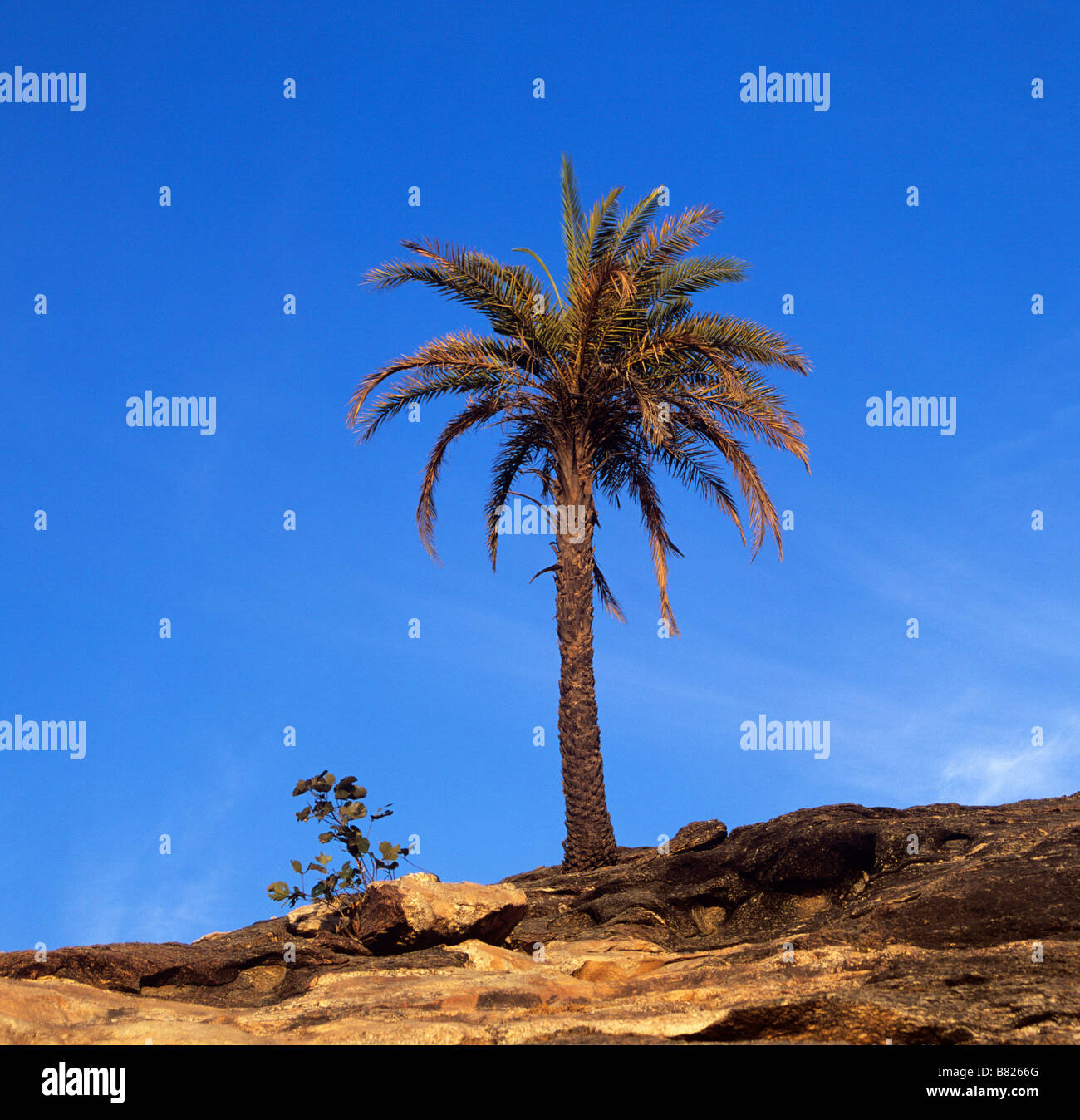 Palm tree, Fort Seengh Sagar in Rajasthan, India Stock Photo - Alamy
