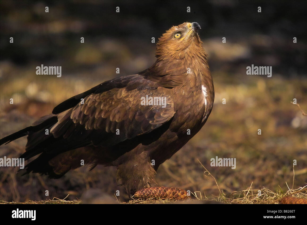 lesser spotted eagle Stock Photo - Alamy