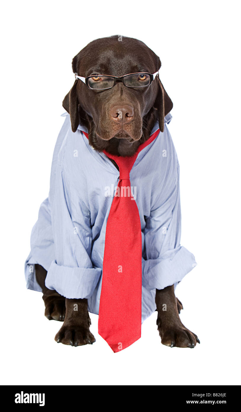 Business Labrador in Glasses Stock Photo - Alamy