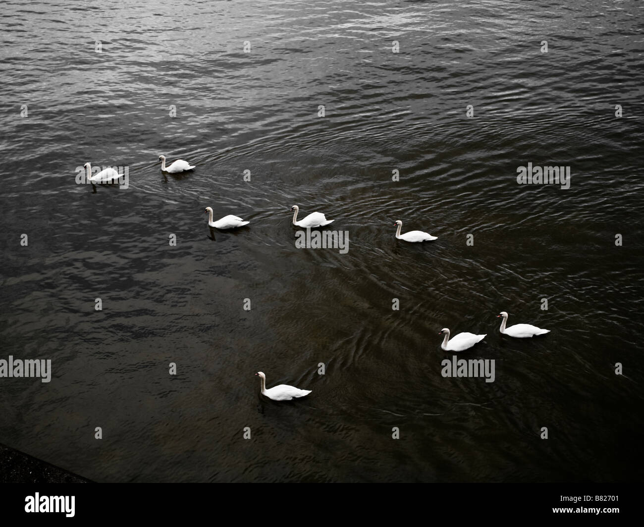 Eight swans hi-res stock photography and images - Alamy