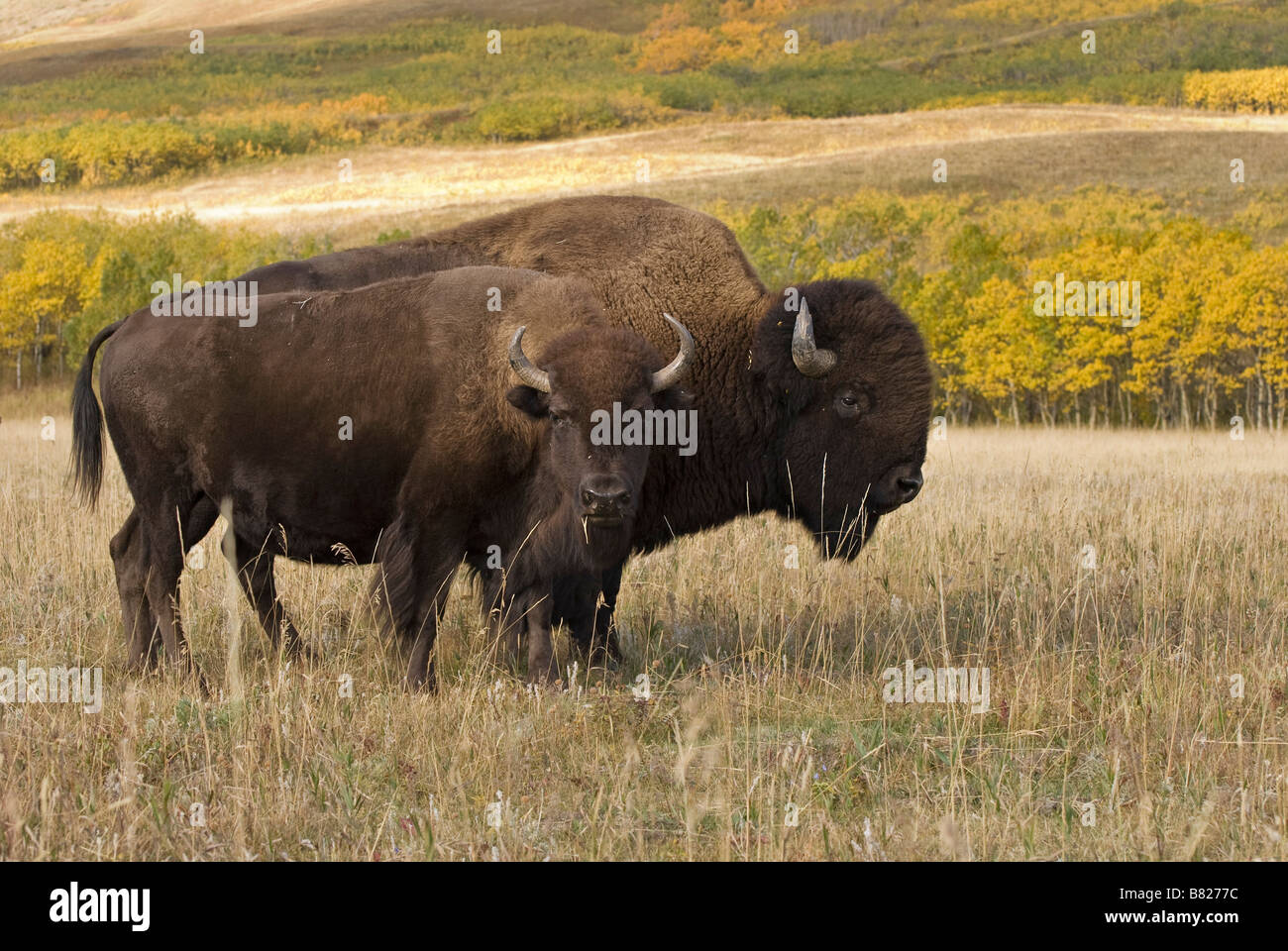 Waterton National Park, Alberta, Canada; Buffalo Stock Photo - Alamy