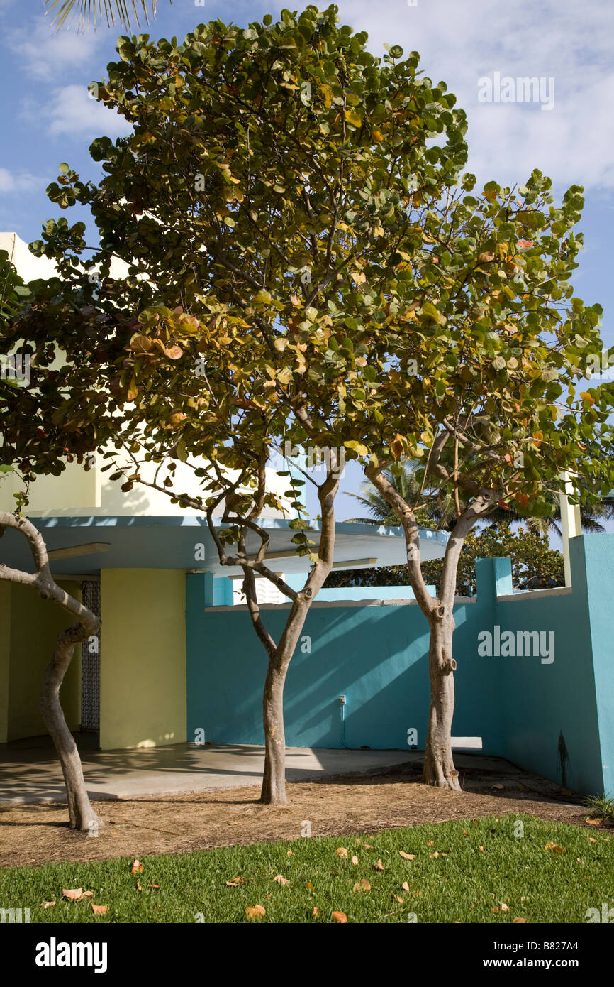Autumnal trees in Miami Stock Photo - Alamy