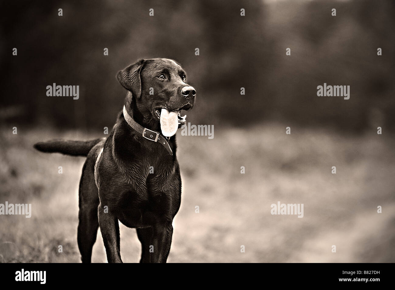 Proud Alert Labrador in Countryside Stock Photo - Alamy