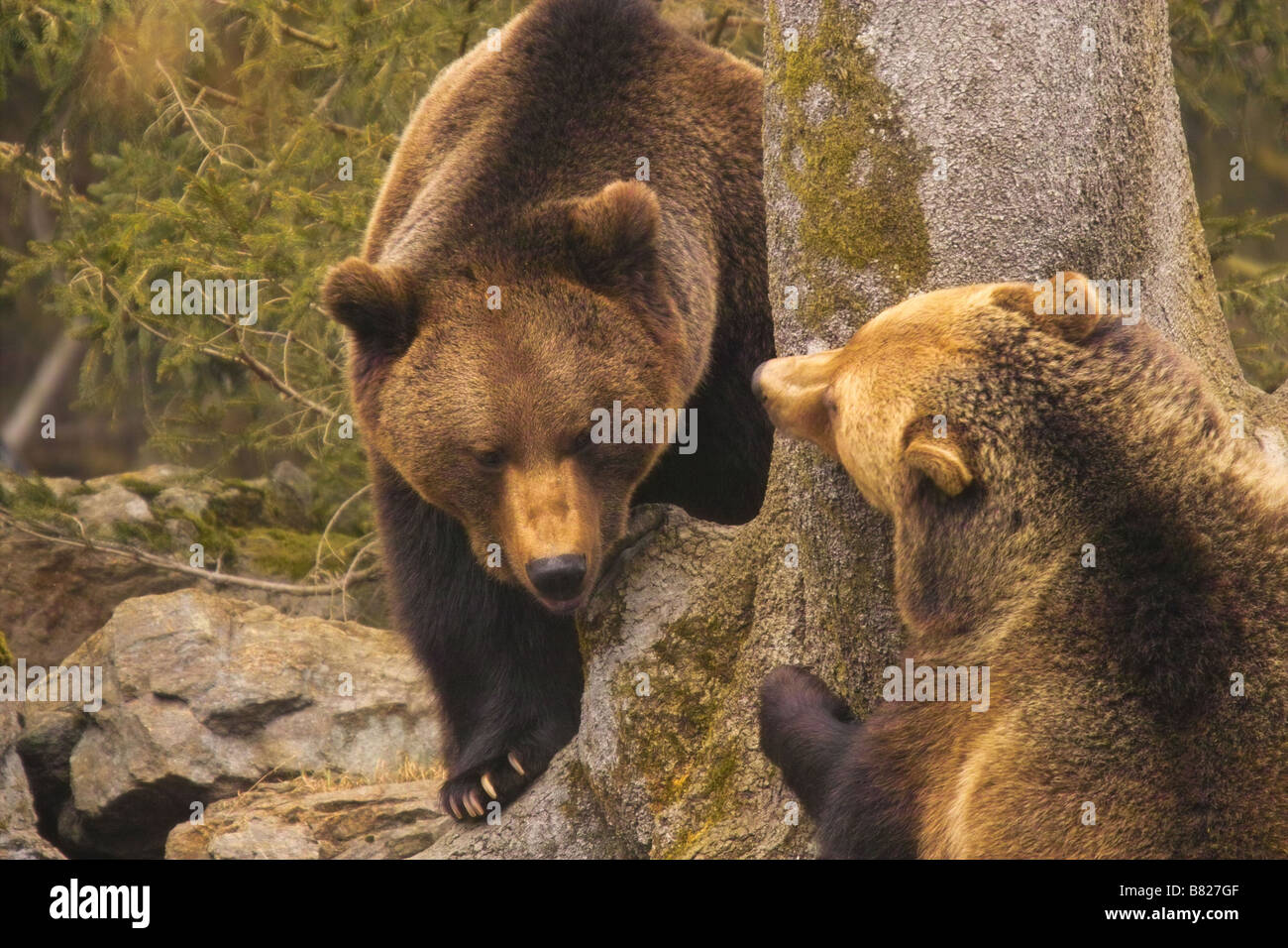 Bears prey hi-res stock photography and images - Alamy