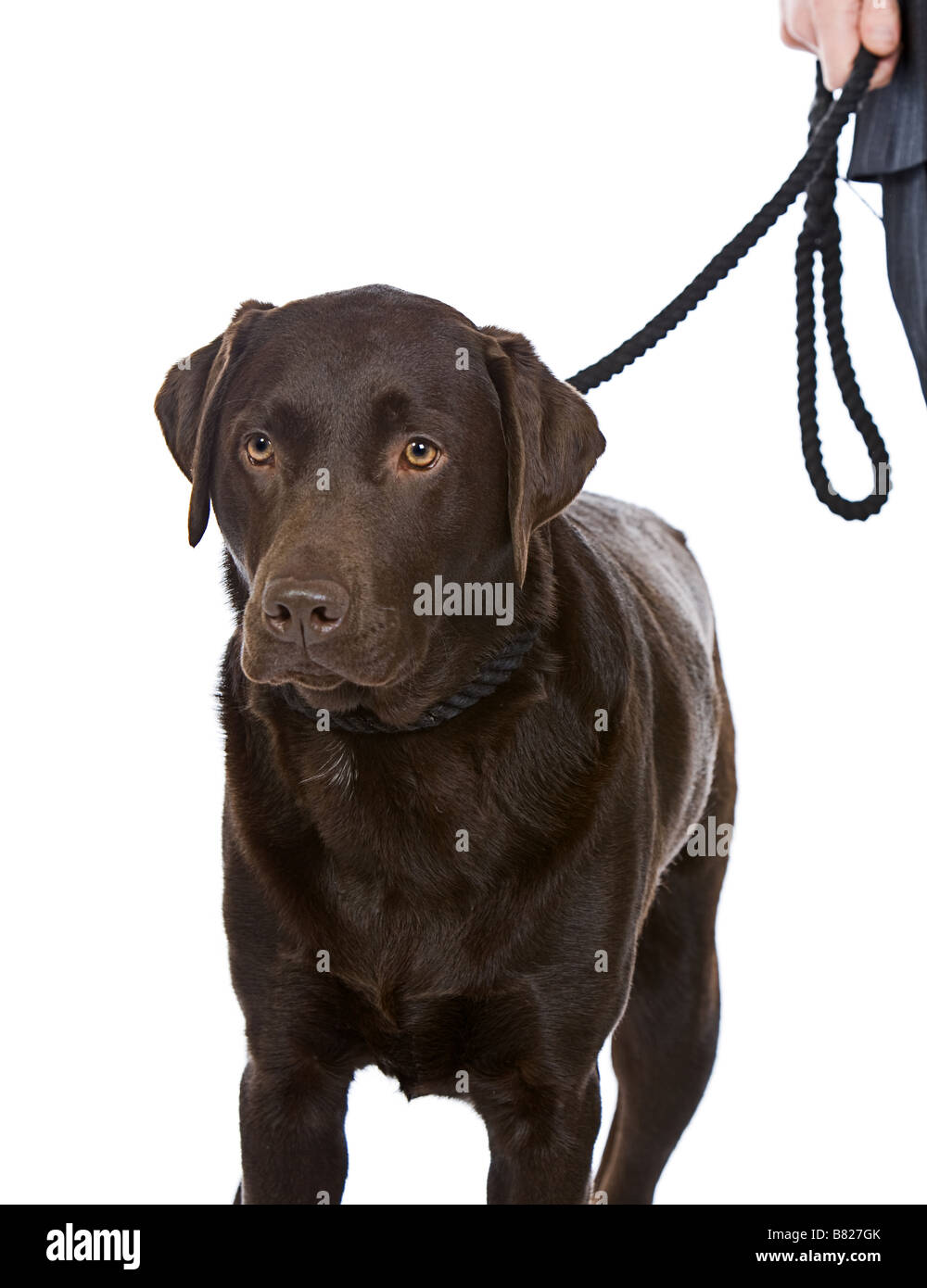 Black labrador walking lead hi-res stock photography and images - Alamy