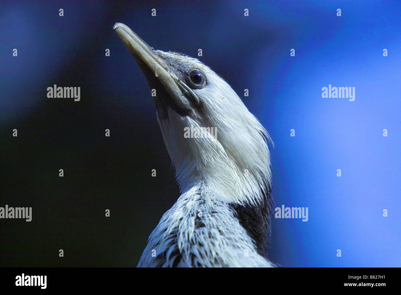 Side view great cormorant hi-res stock photography and images - Alamy
