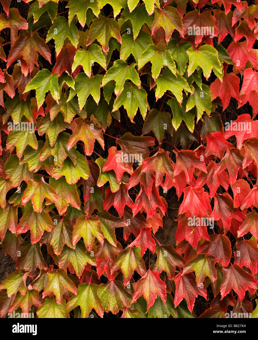 Autumn/Fall colour of ivy leaves Stock Photo - Alamy