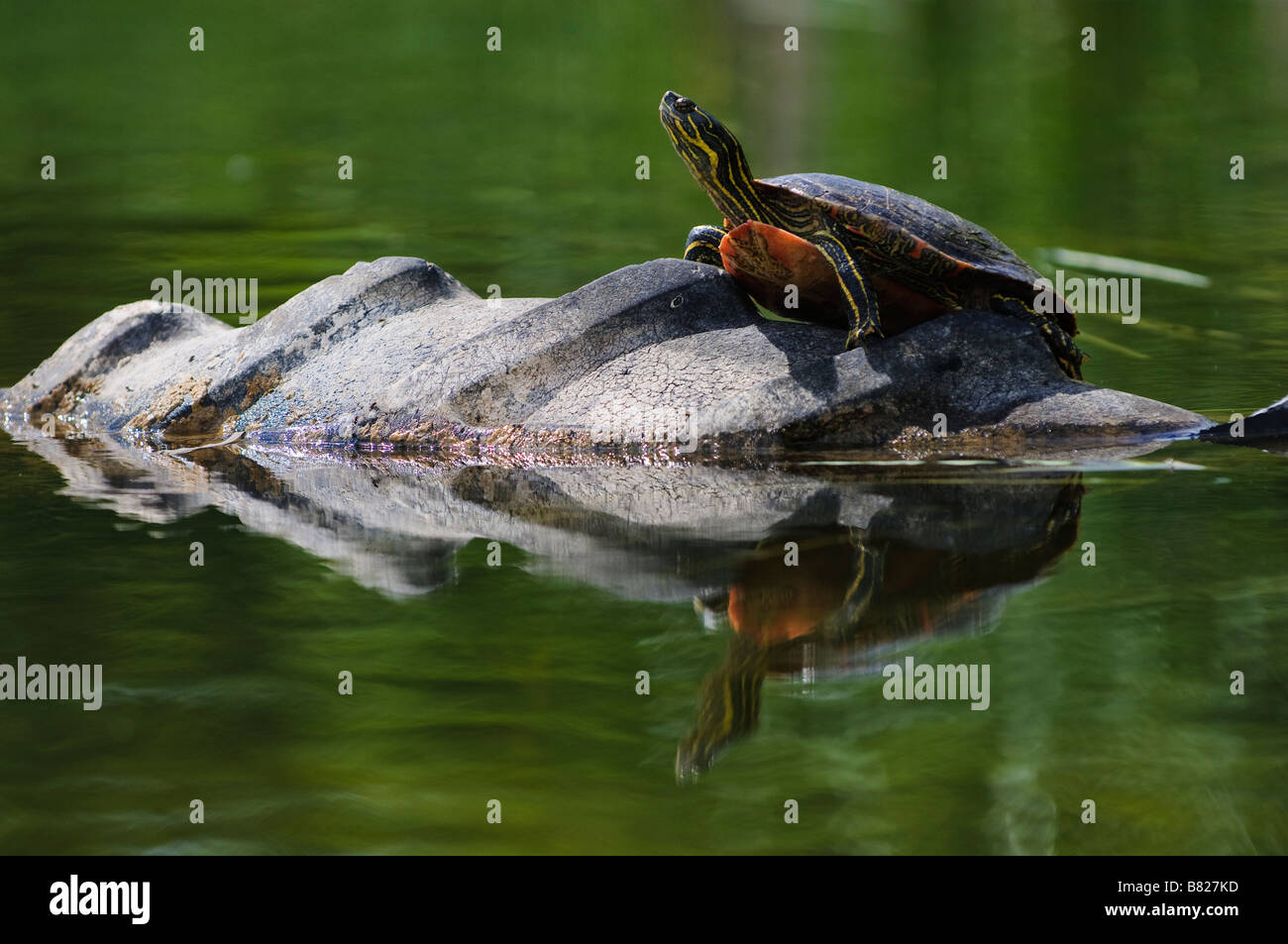 Otter doors hi-res stock photography and images - Alamy
