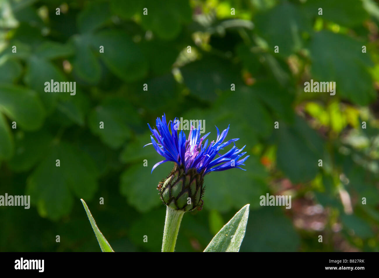 Cornflower yellow color hi-res stock photography and images - Alamy