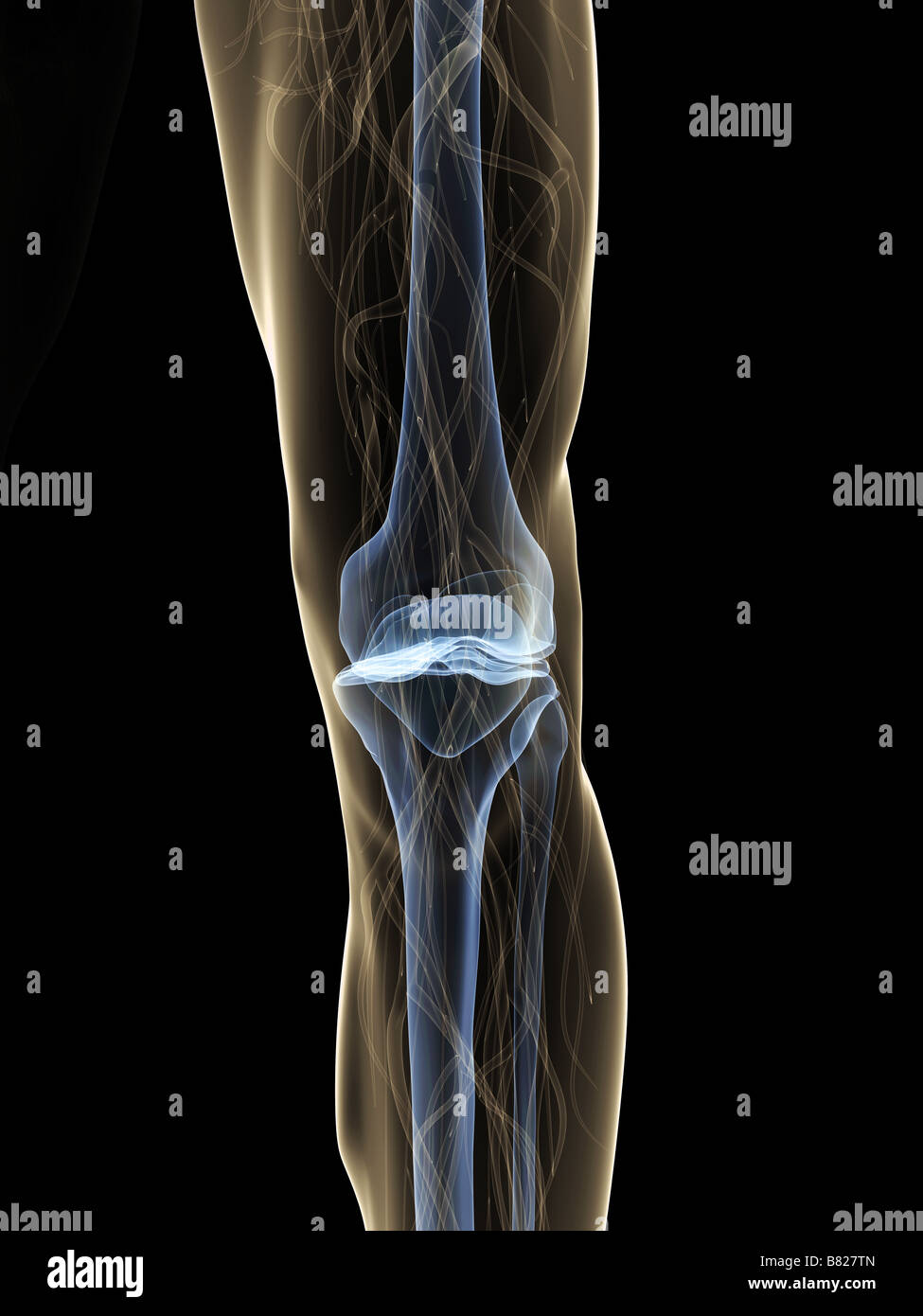 Human knee hi-res stock photography and images - Alamy