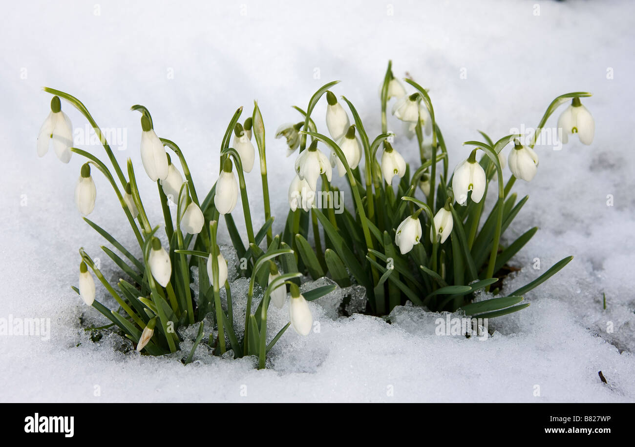 Galanthus nivalis snow hi-res stock photography and images - Alamy