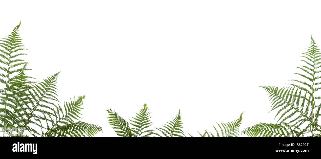 border of ferns isolated on white background Stock Photo - Alamy