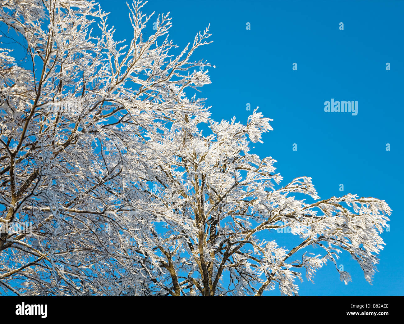 winter rime covered tree on blue sky background Stock Photo - Alamy