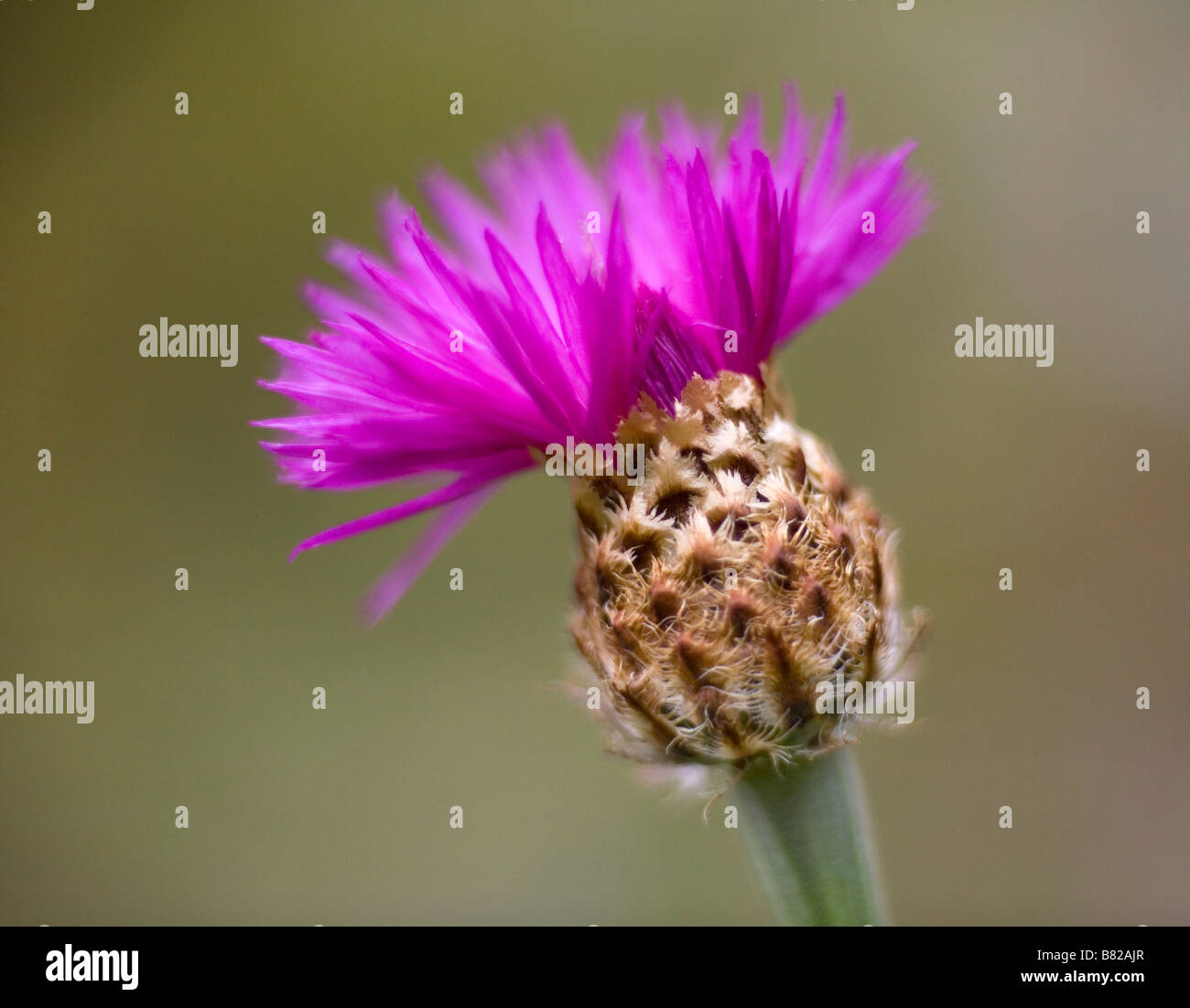 Pink cornflower (centaurea Stock Photo - Alamy