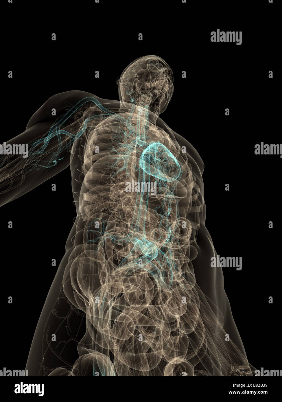 Vascular anatomy hi-res stock photography and images - Alamy