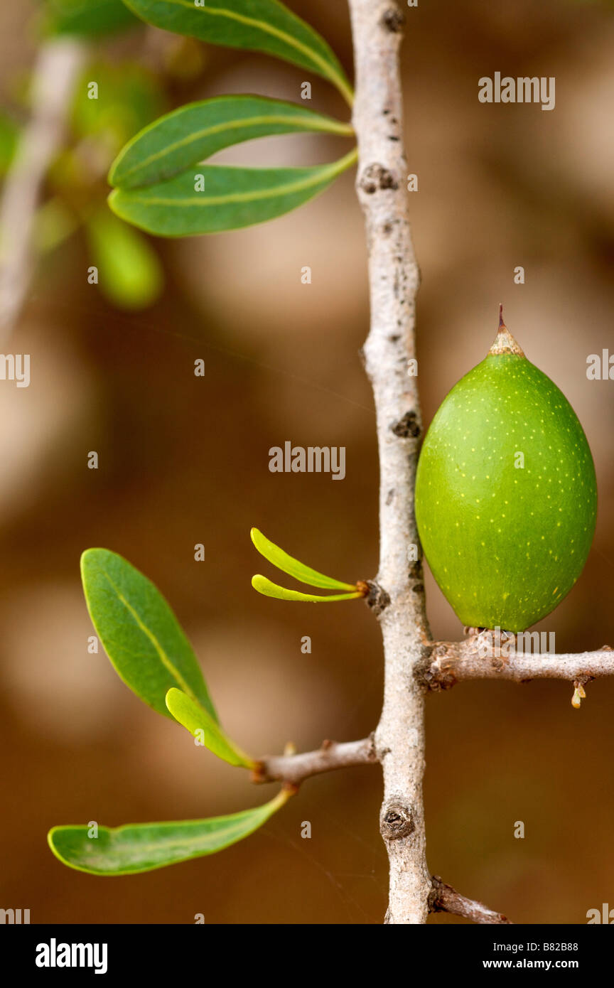 Argan Fruit High Resolution Stock Photography and Images - Alamy