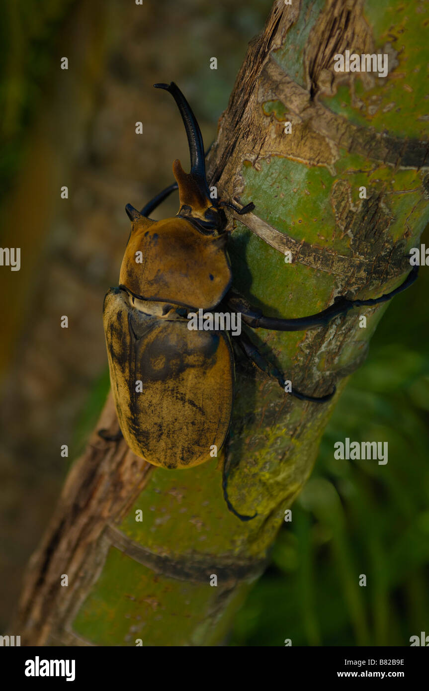 Elephant Beetle (Megasoma elephas) on a bamboo tree Stock Photo - Alamy