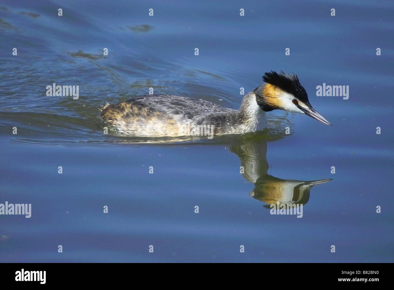 swimming great crested grebe Stock Photo - Alamy