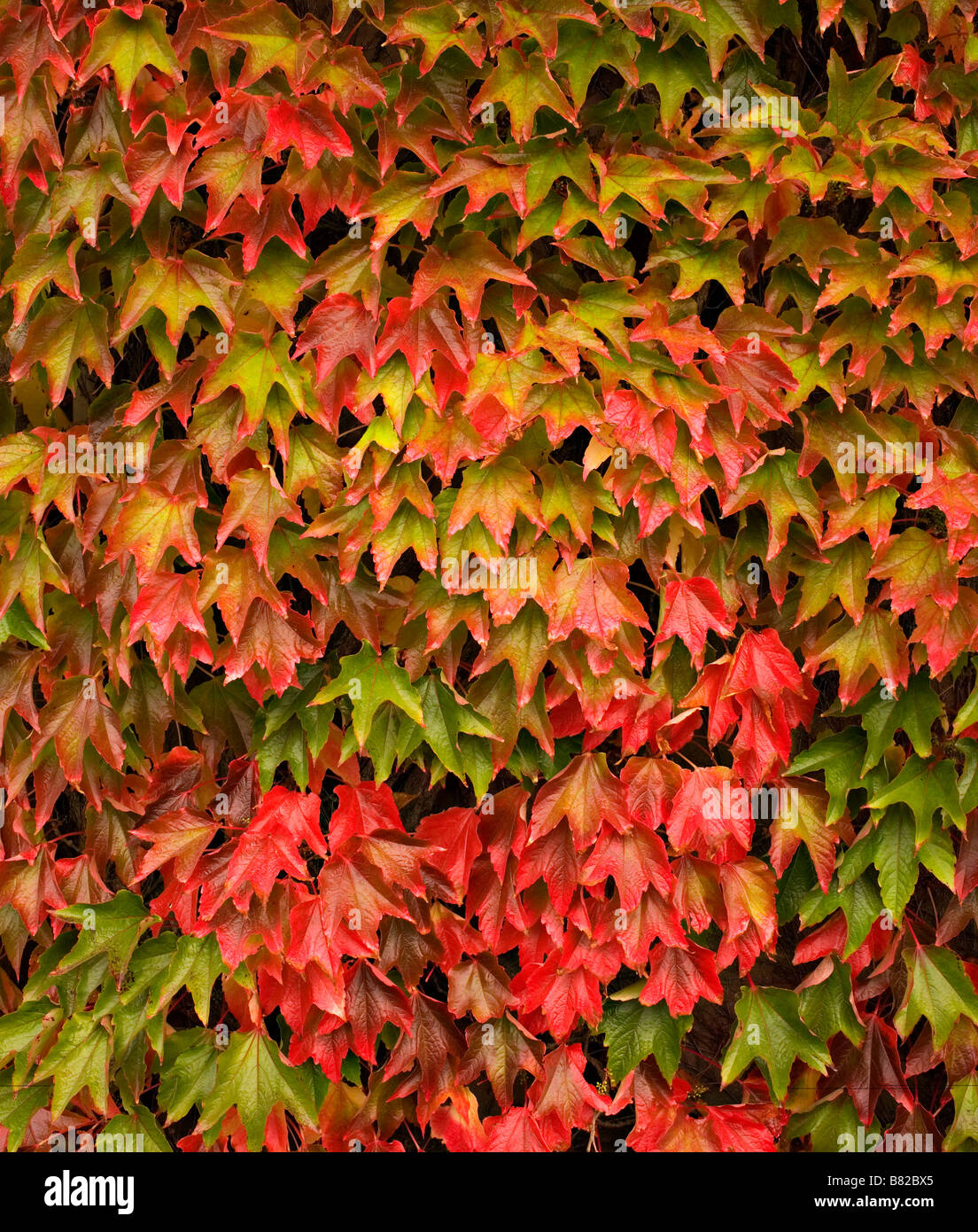 Autumn/Fall coloured ivy leaves Stock Photo - Alamy
