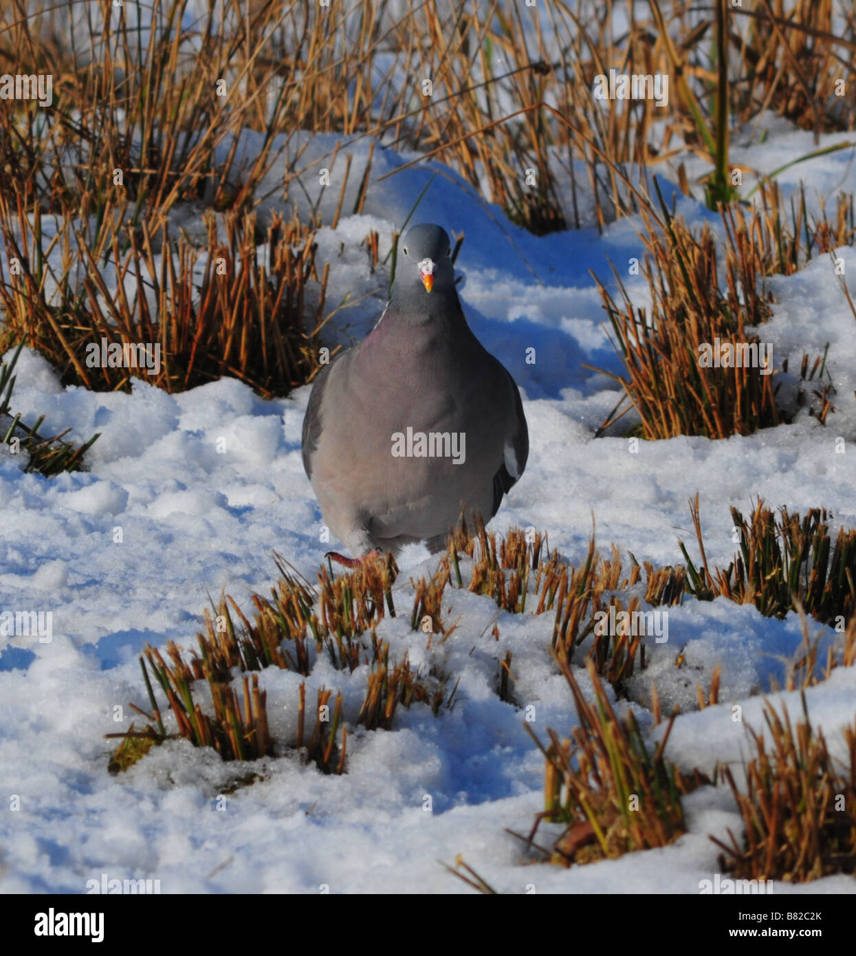 Wood Pigeon (Columba palumbus) walking on snow Stock Photo - Alamy