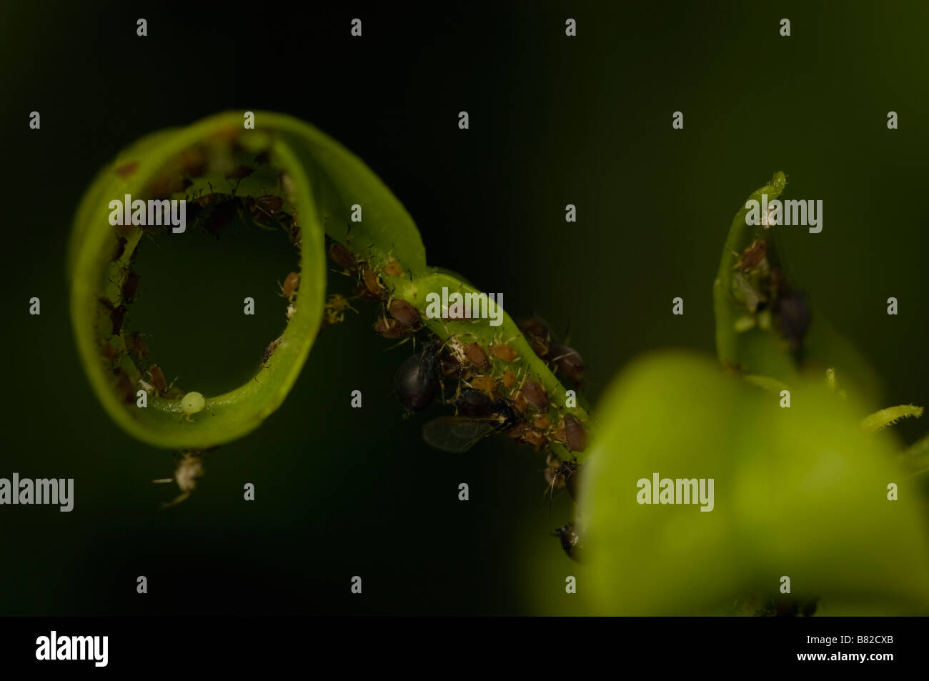 Curled leaf hi-res stock photography and images - Alamy