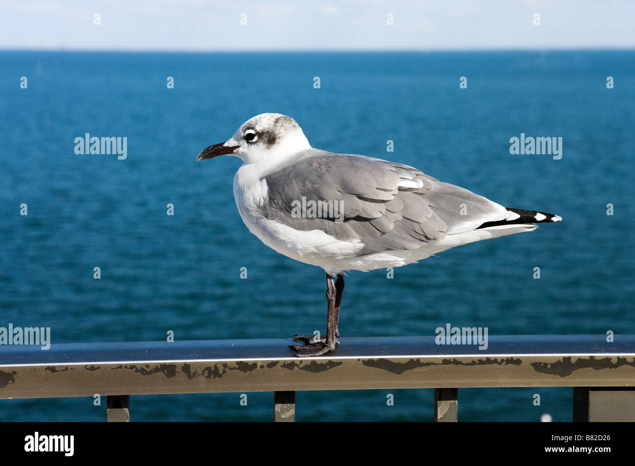 Pier and seagull hi-res stock photography and images - Alamy