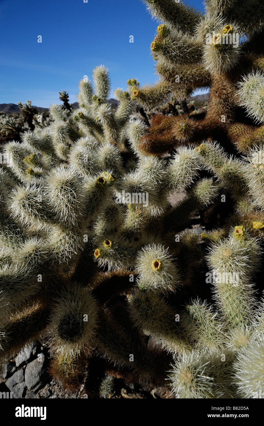 Cholla cactus Opuntia bigelovii Jumping Teddy Bear Cholla Cactus Garden ...