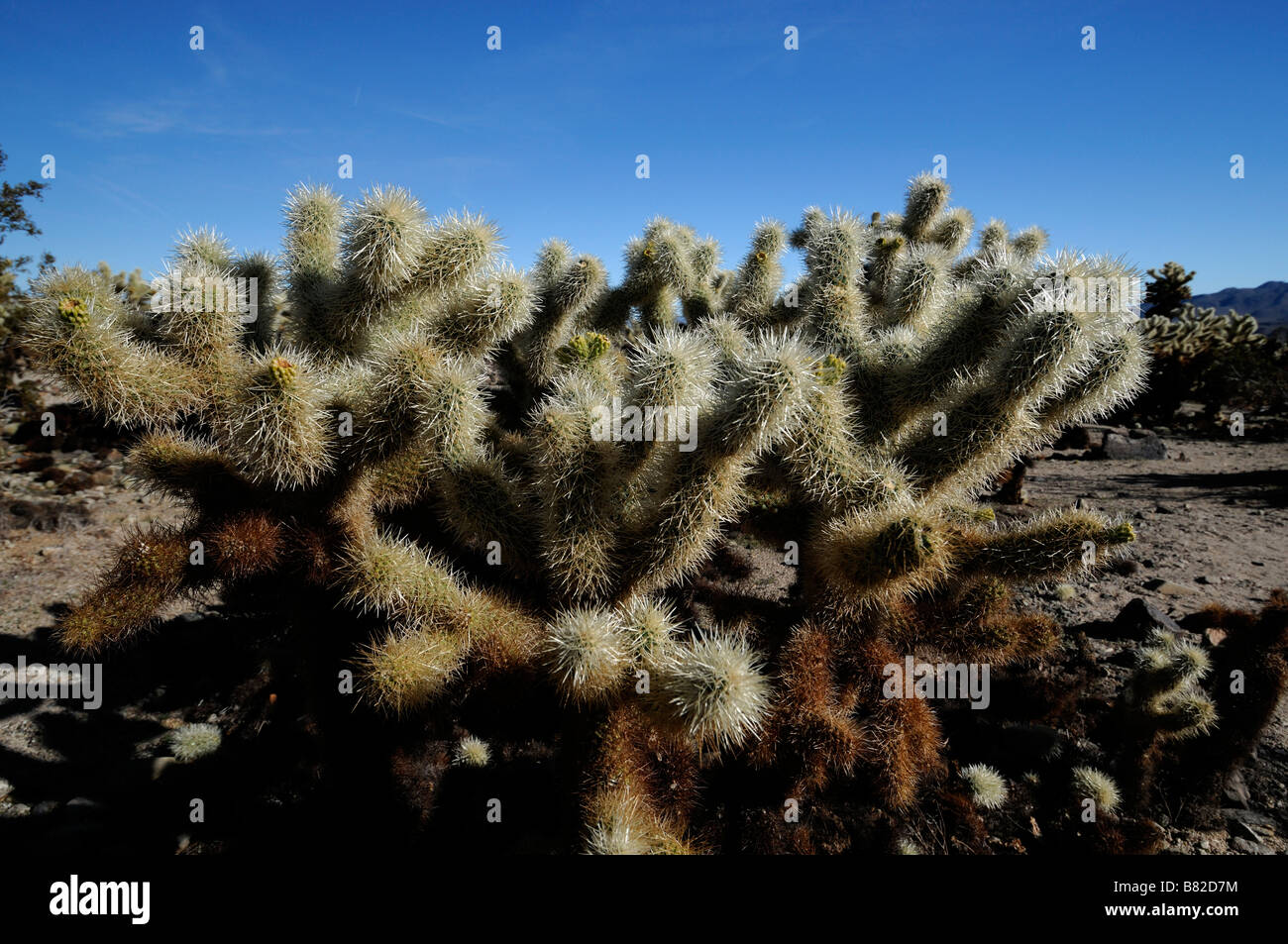 Cholla cactus Opuntia bigelovii Jumping Teddy Bear Cholla Cactus Garden ...