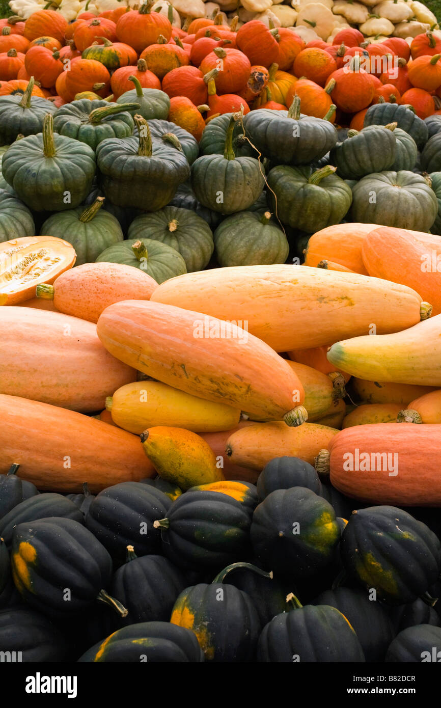 David Pumpkins High Resolution Stock Photography and Images - Alamy