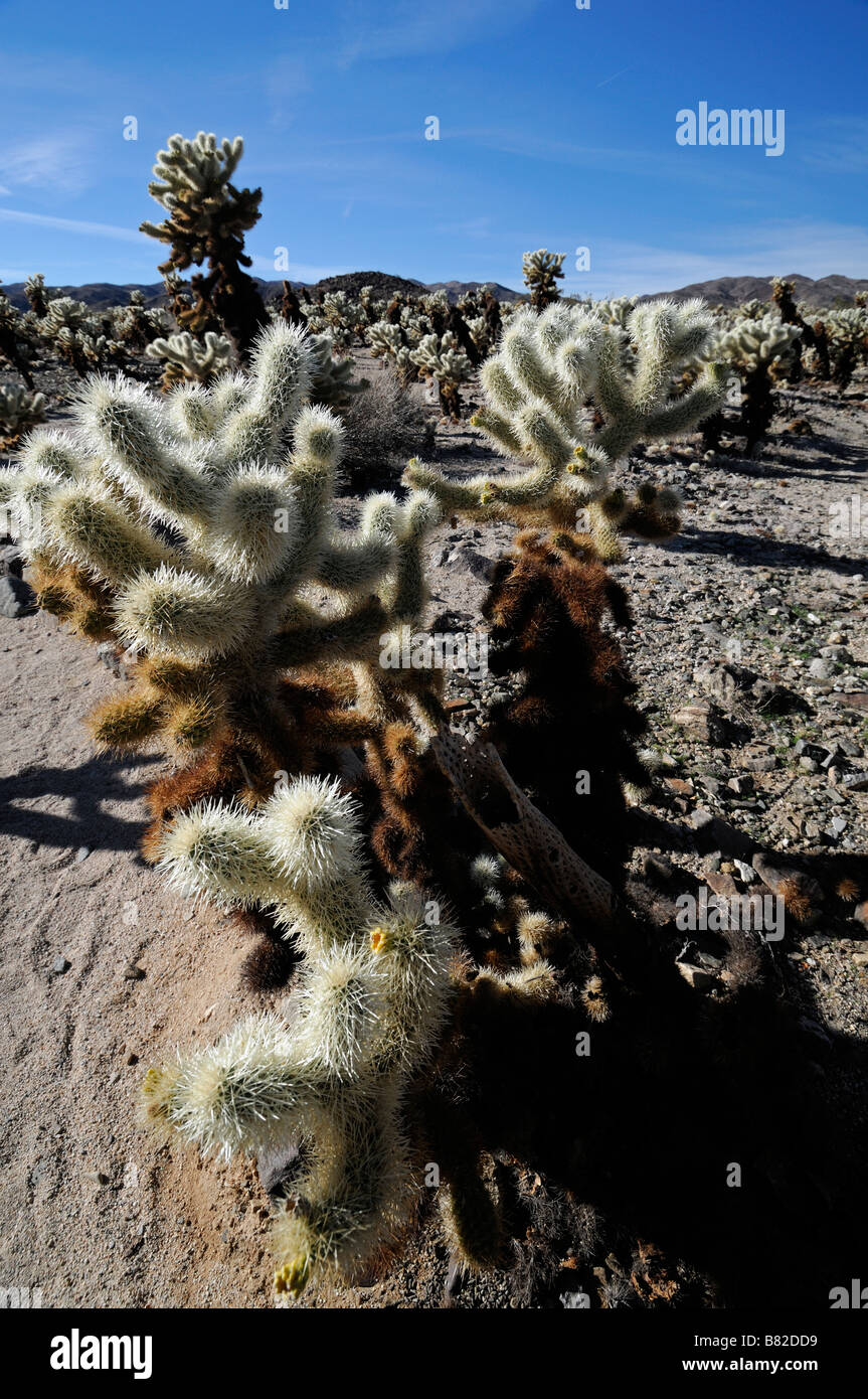 Cholla cactus Opuntia bigelovii Jumping Teddy Bear Cholla Cactus Garden ...